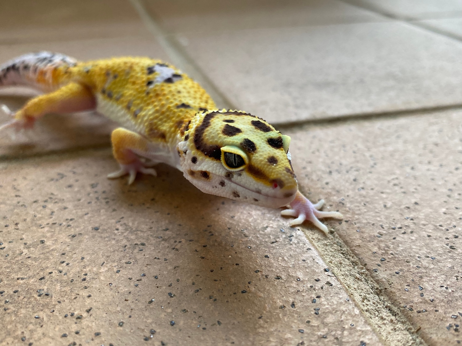 Normal Leopard Gecko by Rubicon Reptiles - MorphMarket