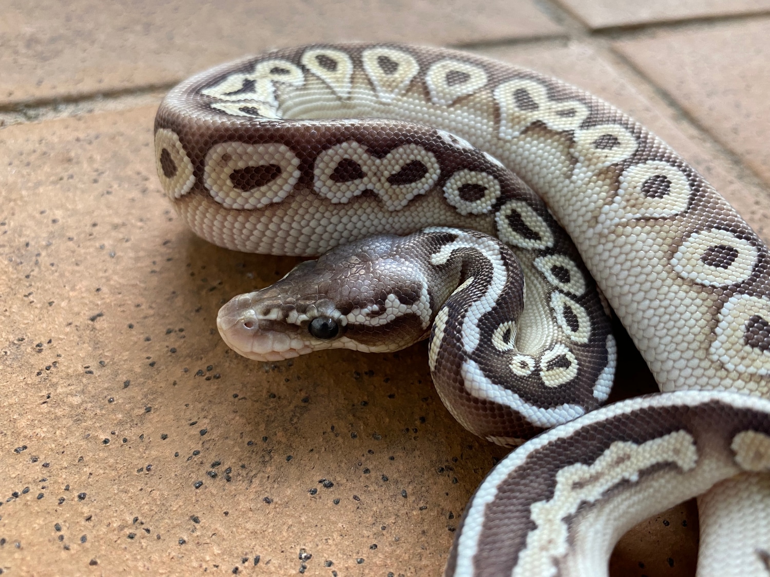 Pastel Cinnamon Mojave Ball Python by Rubicon Reptiles - MorphMarket