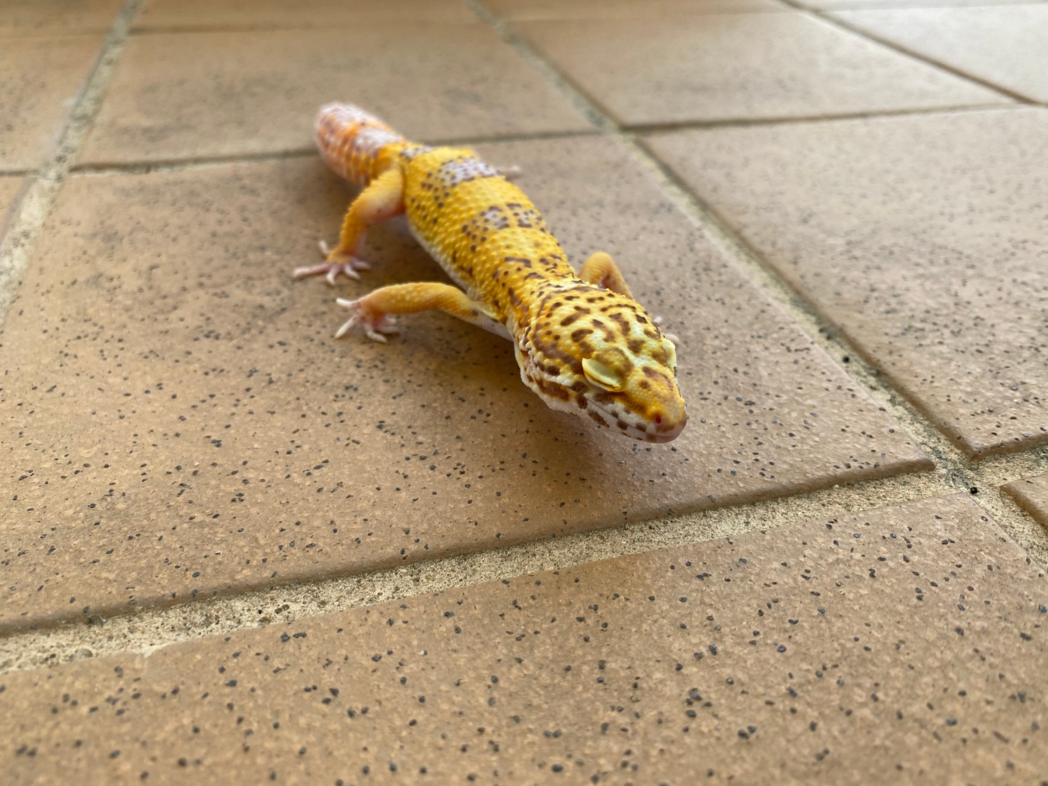 Bell Albino Leopard Gecko by Rubicon Reptiles - MorphMarket