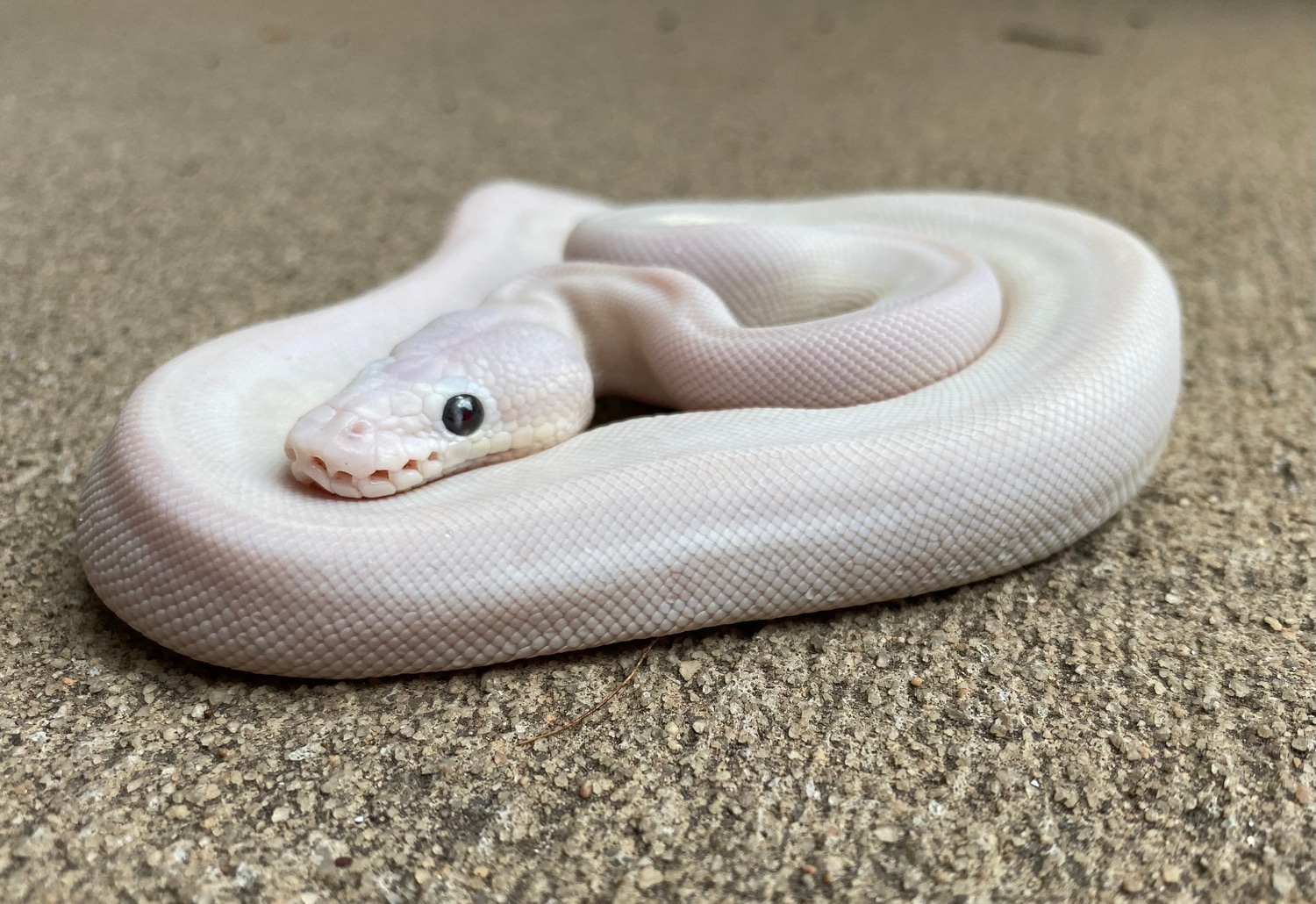 Blue Eyed Lucy Ball Python by Rubicon Reptiles - MorphMarket