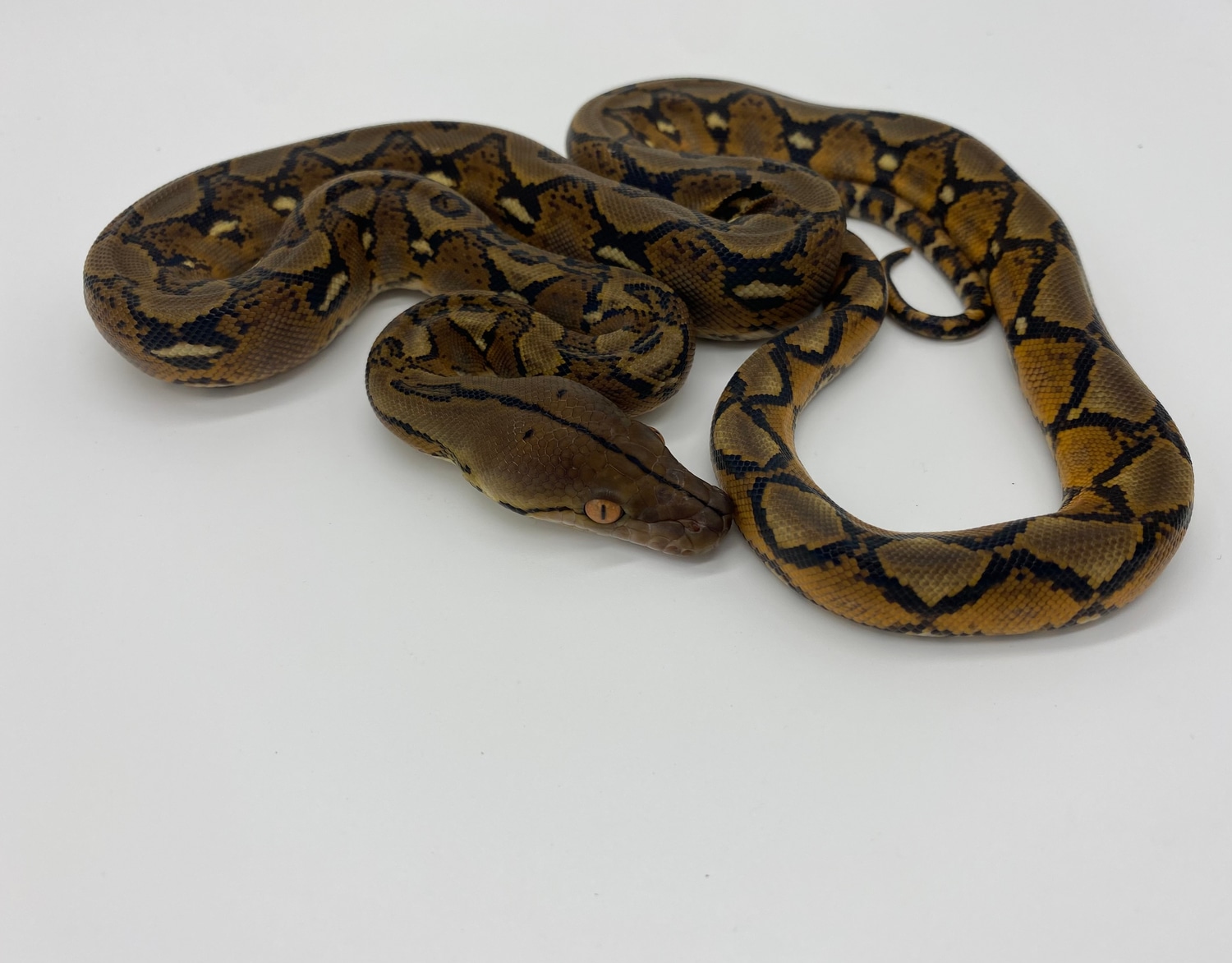 Sunfire Het Purple Albino Reticulated Python by Rubicon Reptiles ...
