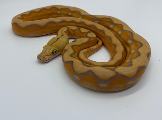 Purple Albino Sunfire Reticulated Python by Rubicon Reptiles