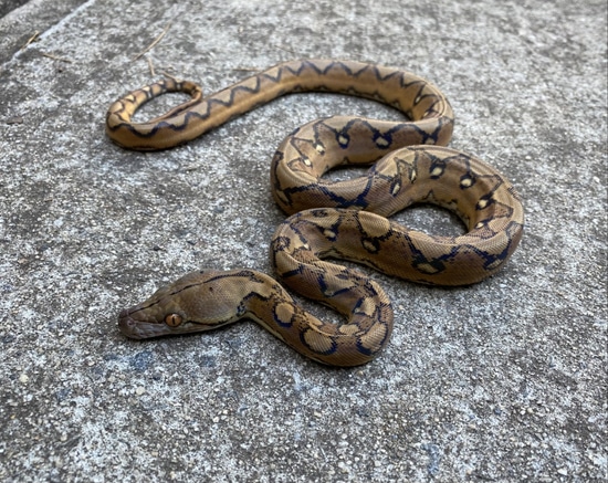 Sunfire Het Purple Albino Reticulated Python by Rubicon Reptiles