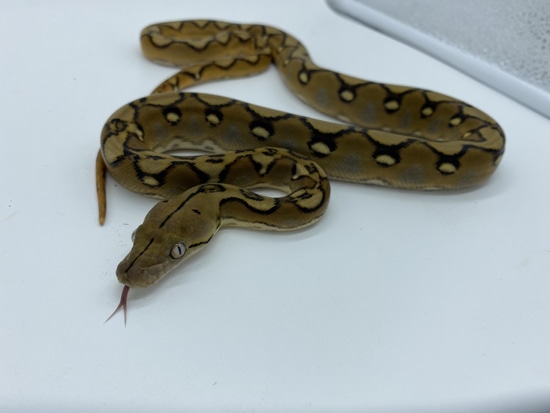 Super Sunfire Het Purple Albino Reticulated Python by Rubicon Reptiles