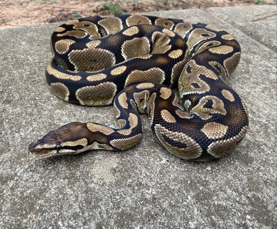 Normal Ball Python by Rubicon Reptiles