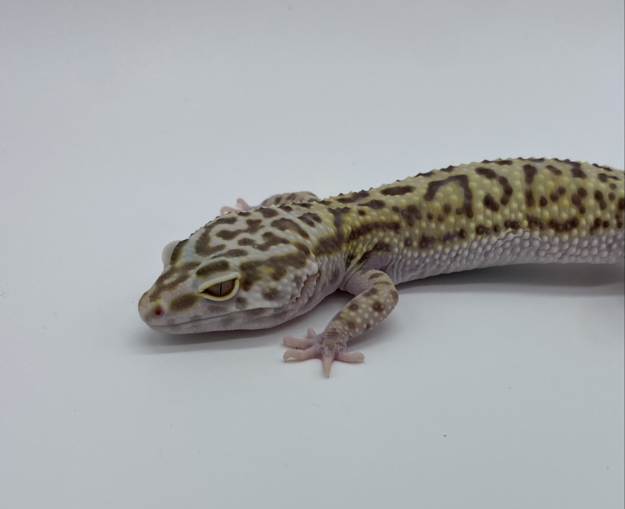 TUG Snow Bell Albino Leopard Gecko by Rubicon Reptiles - MorphMarket