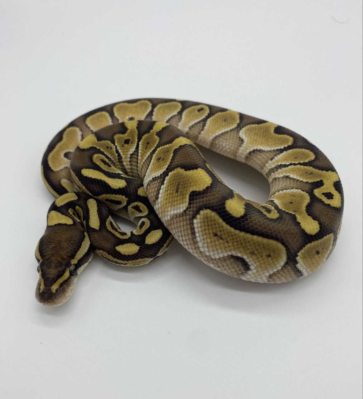 Lesser Ball Python by Rubicon Reptiles - MorphMarket