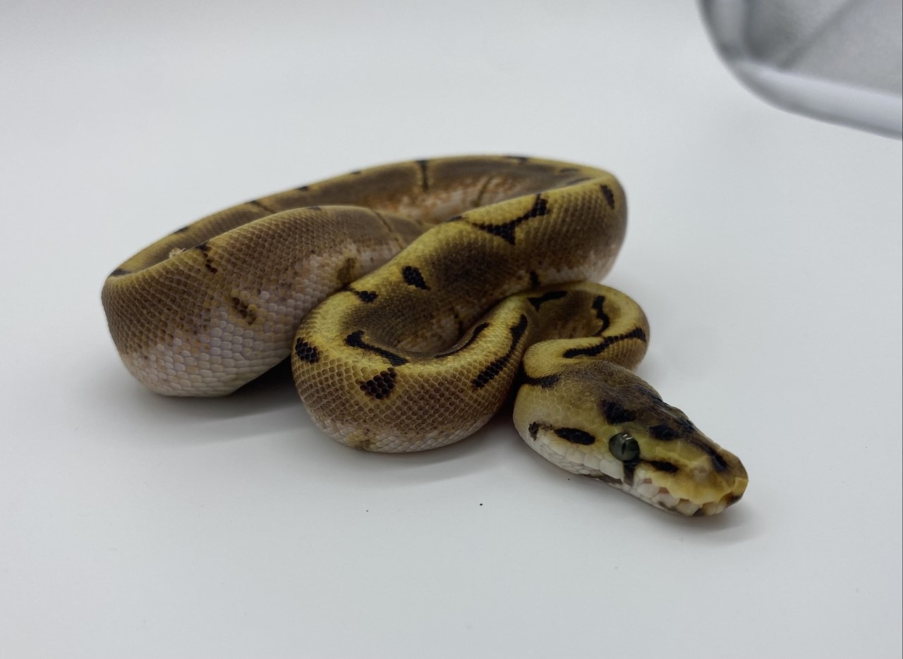 Super Enchi Spider Ball Python by Rubicon Reptiles - MorphMarket