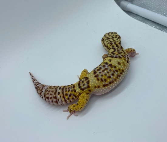 Radar Leopard Gecko by Rubicon Reptiles