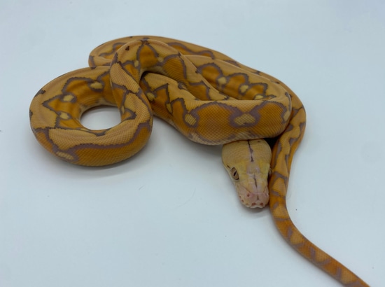 Purple Albino Sunfire Reticulated Python by Rubicon Reptiles
