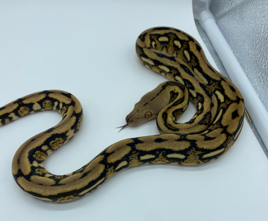 Tiger Het Purple Albino Reticulated Python by Rubicon Reptiles