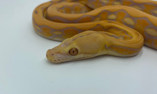 Purple Albino Tiger Reticulated Python by Rubicon Reptiles