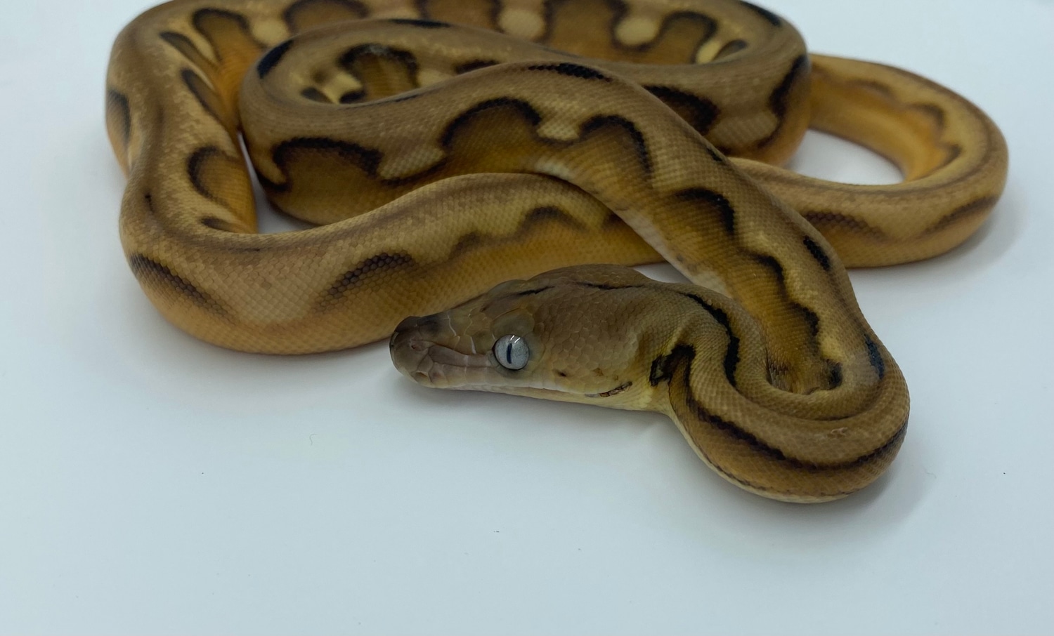 Tiger Super Sunfire Het Purple Albino Reticulated Python by Rubicon ...