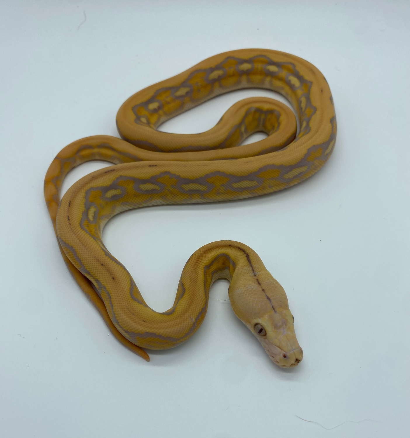 Purple Albino Tiger Reticulated Python by Rubicon Reptiles - MorphMarket