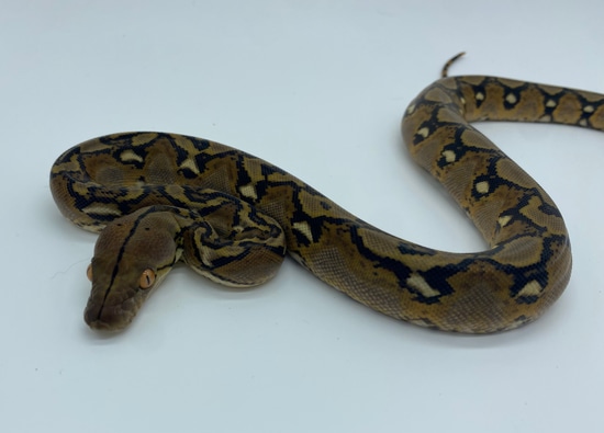 Sunfire Het Purple Albino Reticulated Python by Rubicon Reptiles