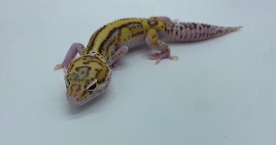 Mack Snow Radar Leopard Gecko by Rubicon Reptiles