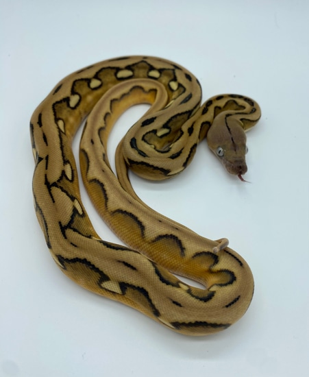 Sunfire Tiger Het Purple Albino Reticulated Python by Rubicon Reptiles