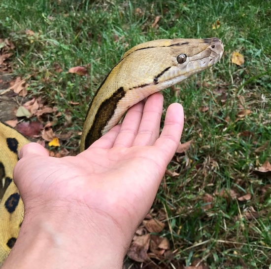 Proven! SunTiger Het Purple Albino Reticulated Python by Rubicon Reptiles