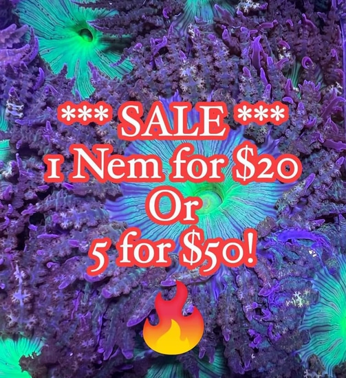 Green Rock Flower Anemone Other Coral by Ruby Reefers