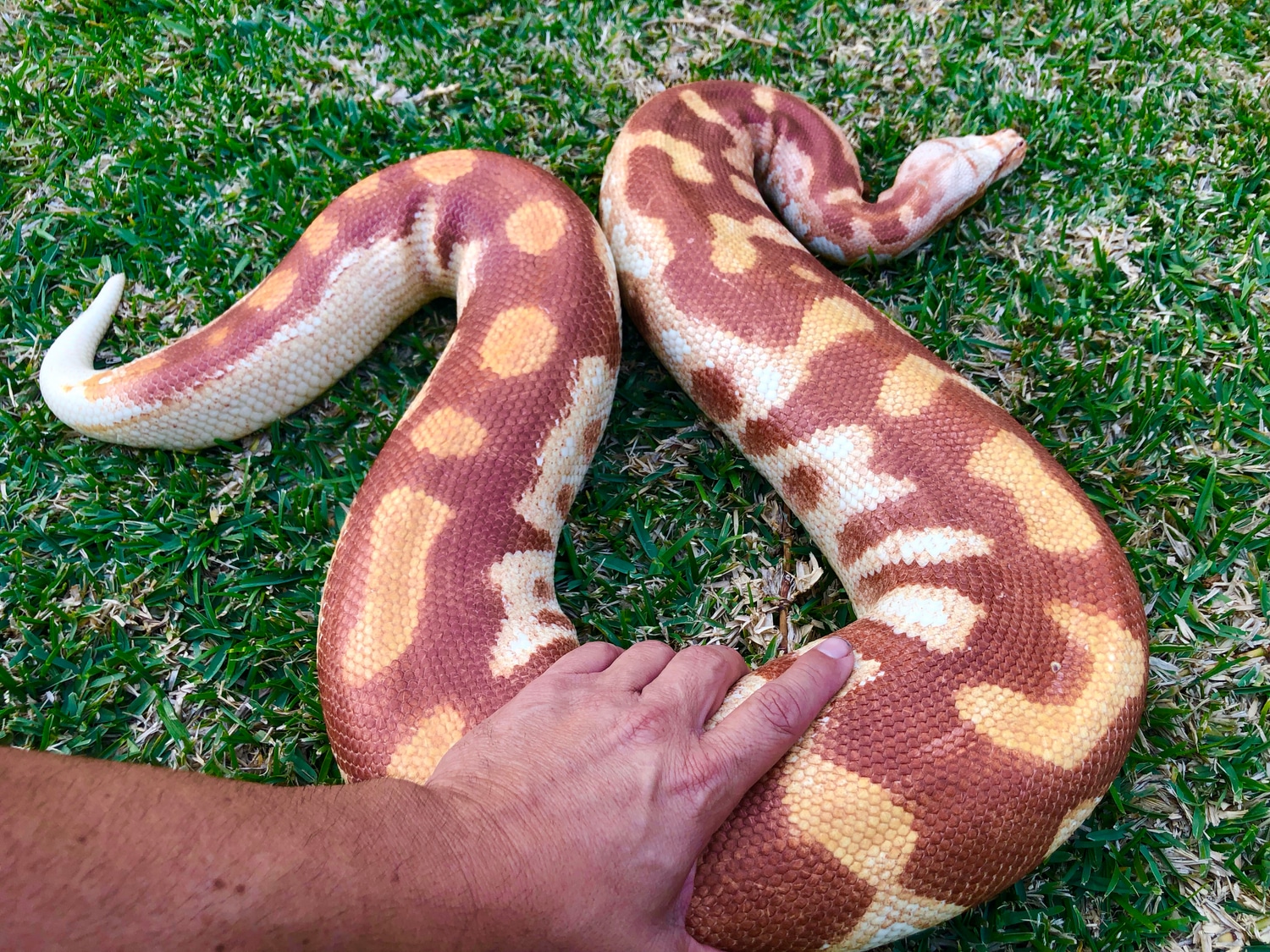 T- Albino Blood Python by Rude Dogg Reptiles - MorphMarket