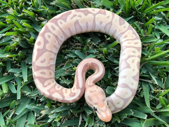 Banana Leopard Woma Hidden Gene Woma Yellowbelly Ball Python by Rude ...