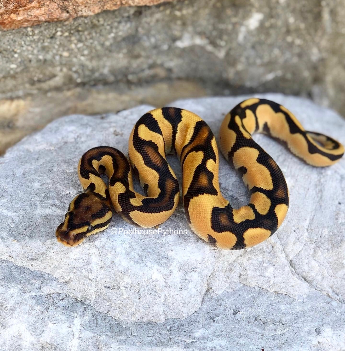 Super Orange Dream Fire Ball Python by PoolHouse Pythons - MorphMarket