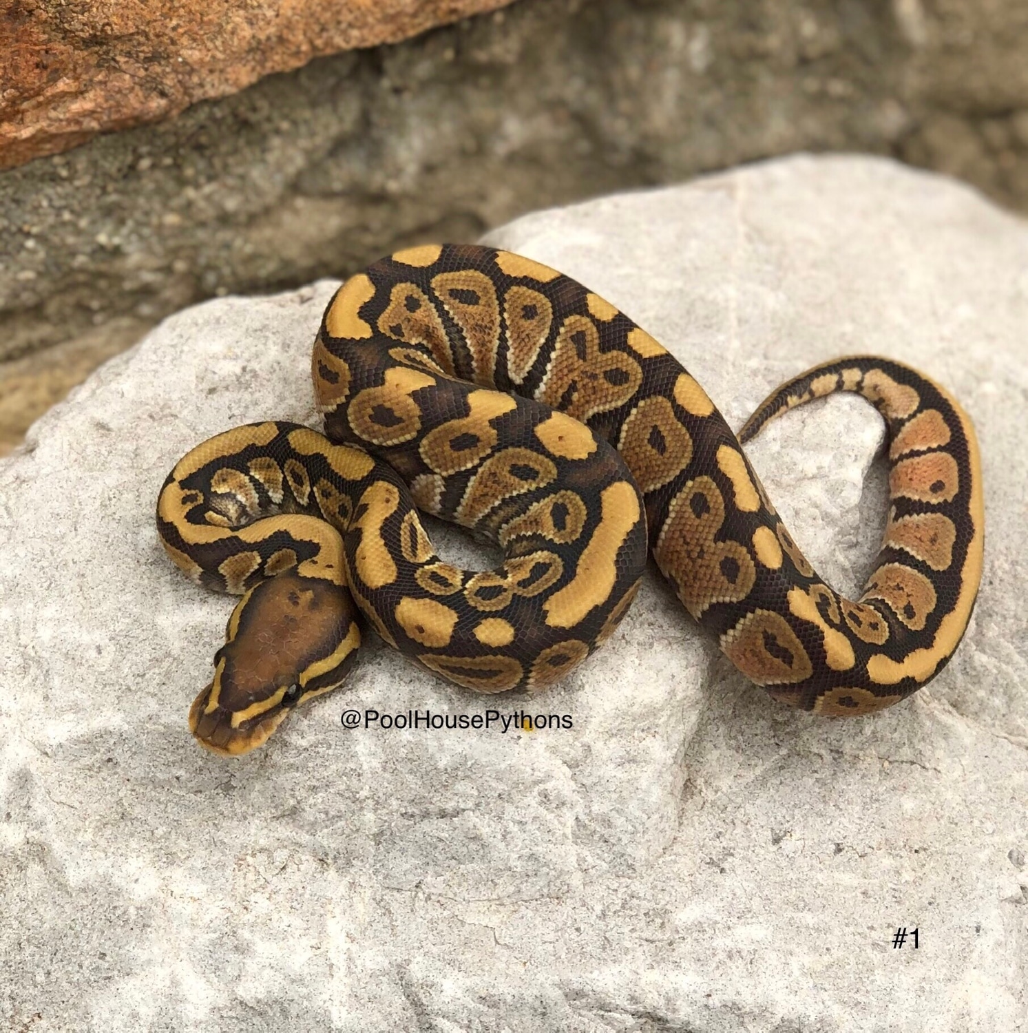 Ghost Het Caramel Ball Python by PoolHouse Pythons - MorphMarket