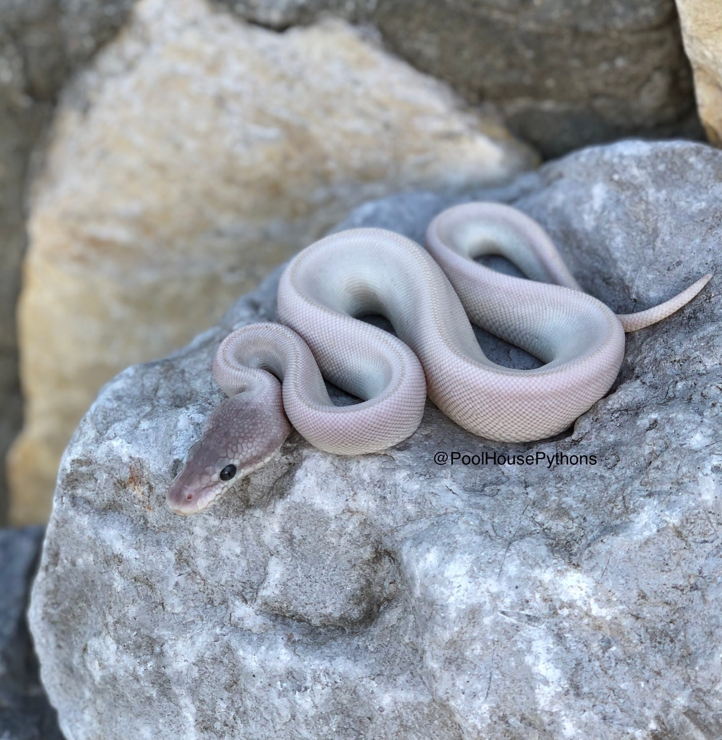 Super Mojave Pos Leopard Pos GHI Pos Het Piebald Ball Python by ...