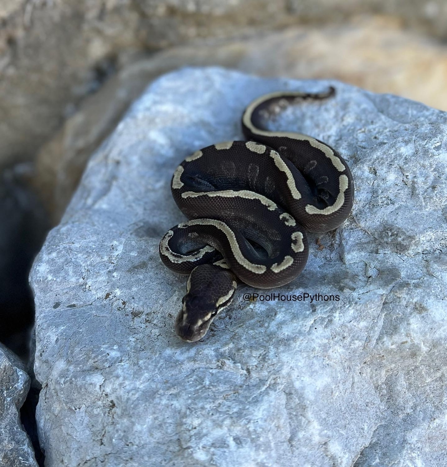GHI Mojave Het Hypo Het Caramel Ball Python by PoolHouse Pythons ...