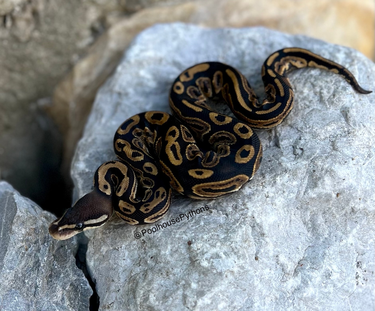Black Pastel 66% Het Pied 66% Het VPI Axanthic Ball Python by PoolHouse ...
