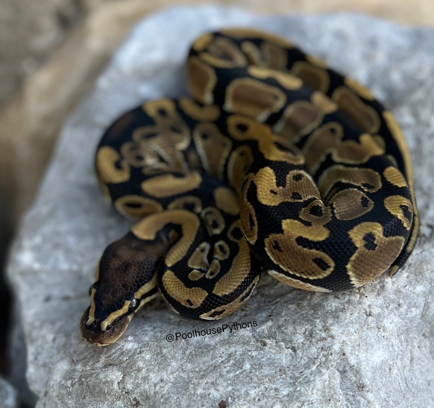 66% Het VPI Axanthic 66% Het Piebald Ball Python by PoolHouse Pythons ...