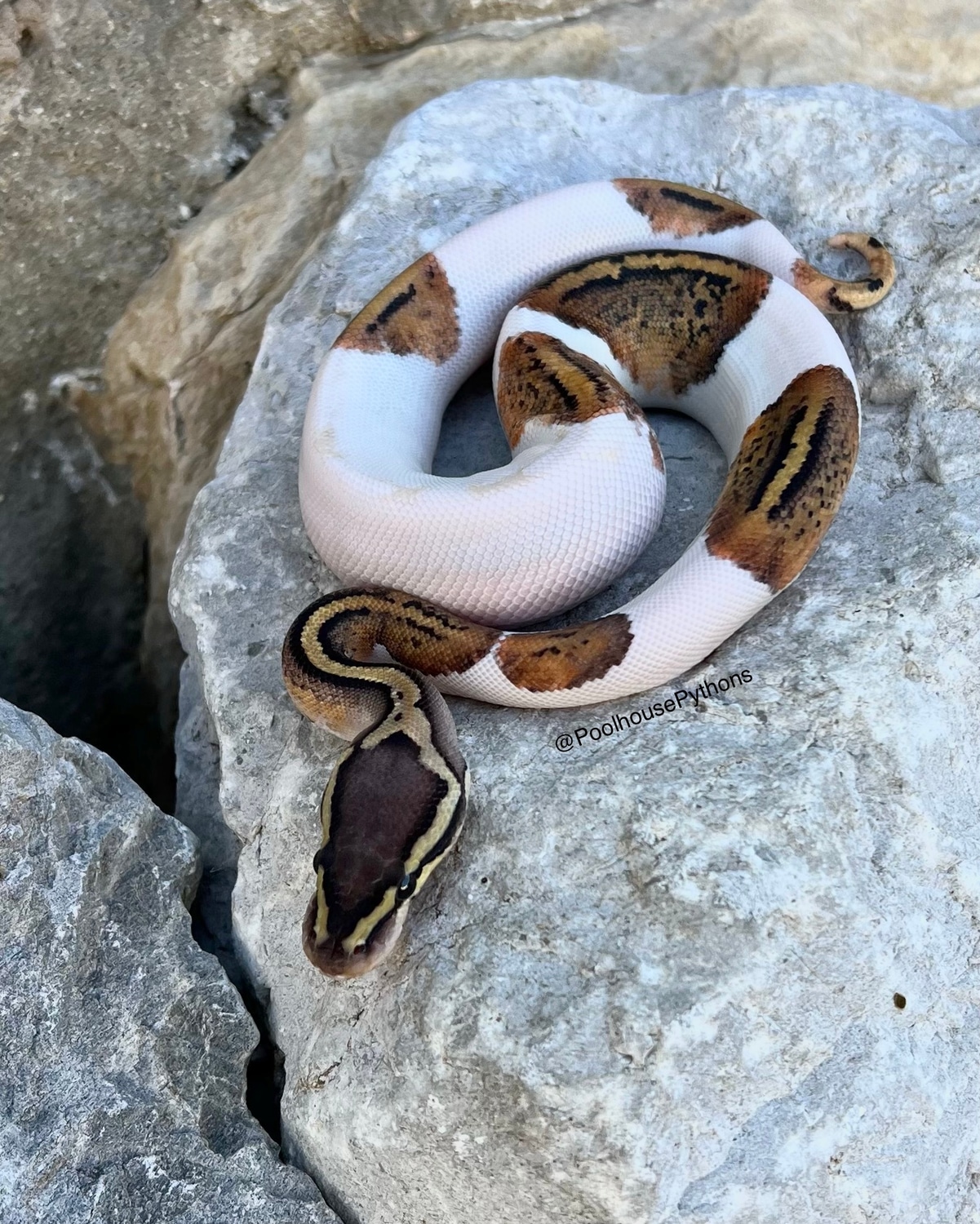 Pastel Piebald Het Hypo Ball Python by PoolHouse Pythons - MorphMarket