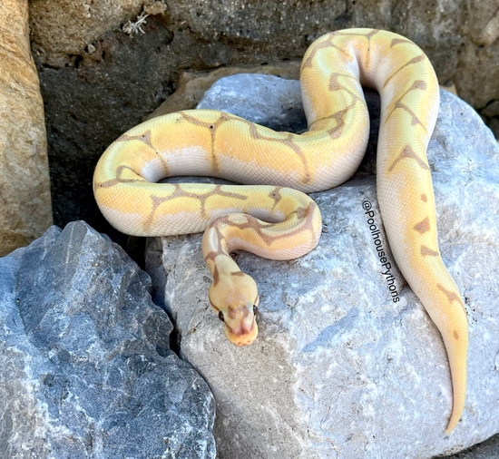 Orange Dream Banana Spider Ball Python by PoolHouse Pythons