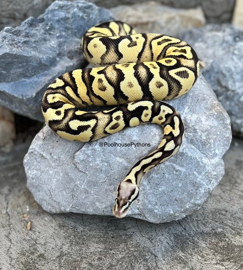 FireFly Asphalt Or Yellow Belly Ball Python by PoolHouse Pythons