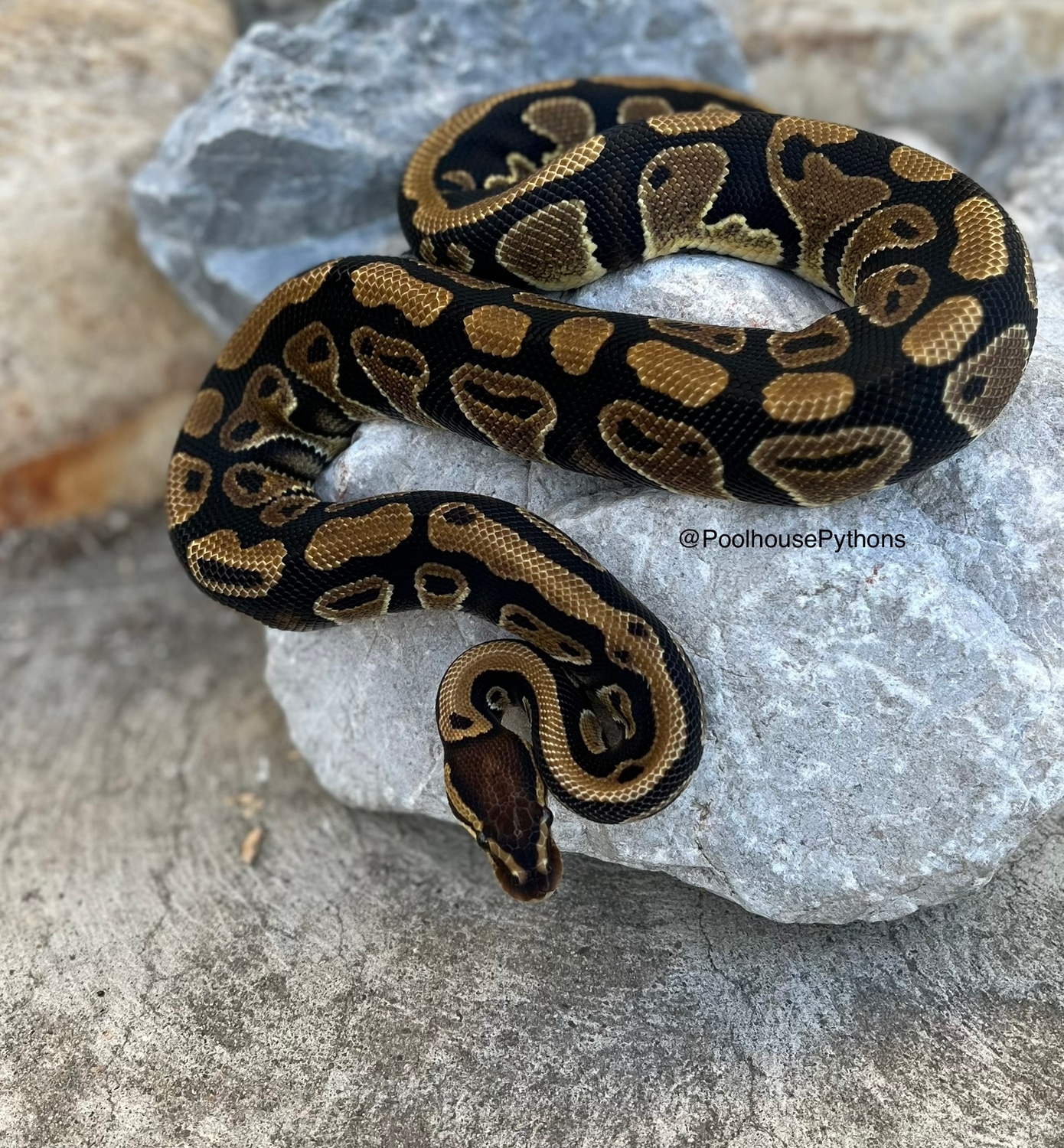 Triple Het Clown Hypo Pied Ball Python by PoolHouse Pythons - MorphMarket