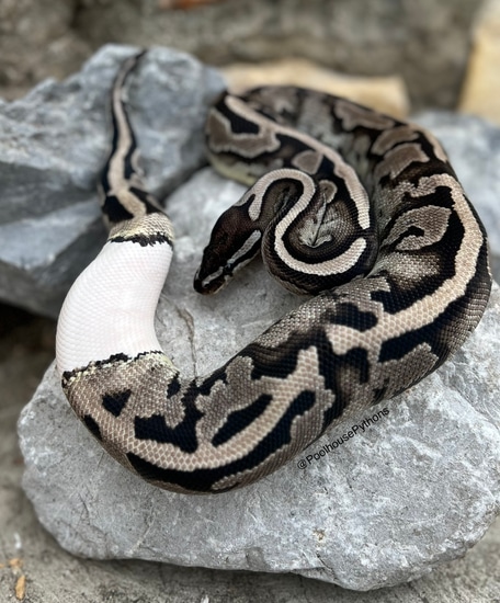 Lightning Pied Axanthic (VPI) Ball Python by PoolHouse Pythons