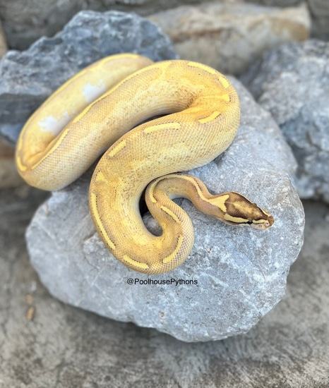 Enchi Freeway Ball Python by PoolHouse Pythons
