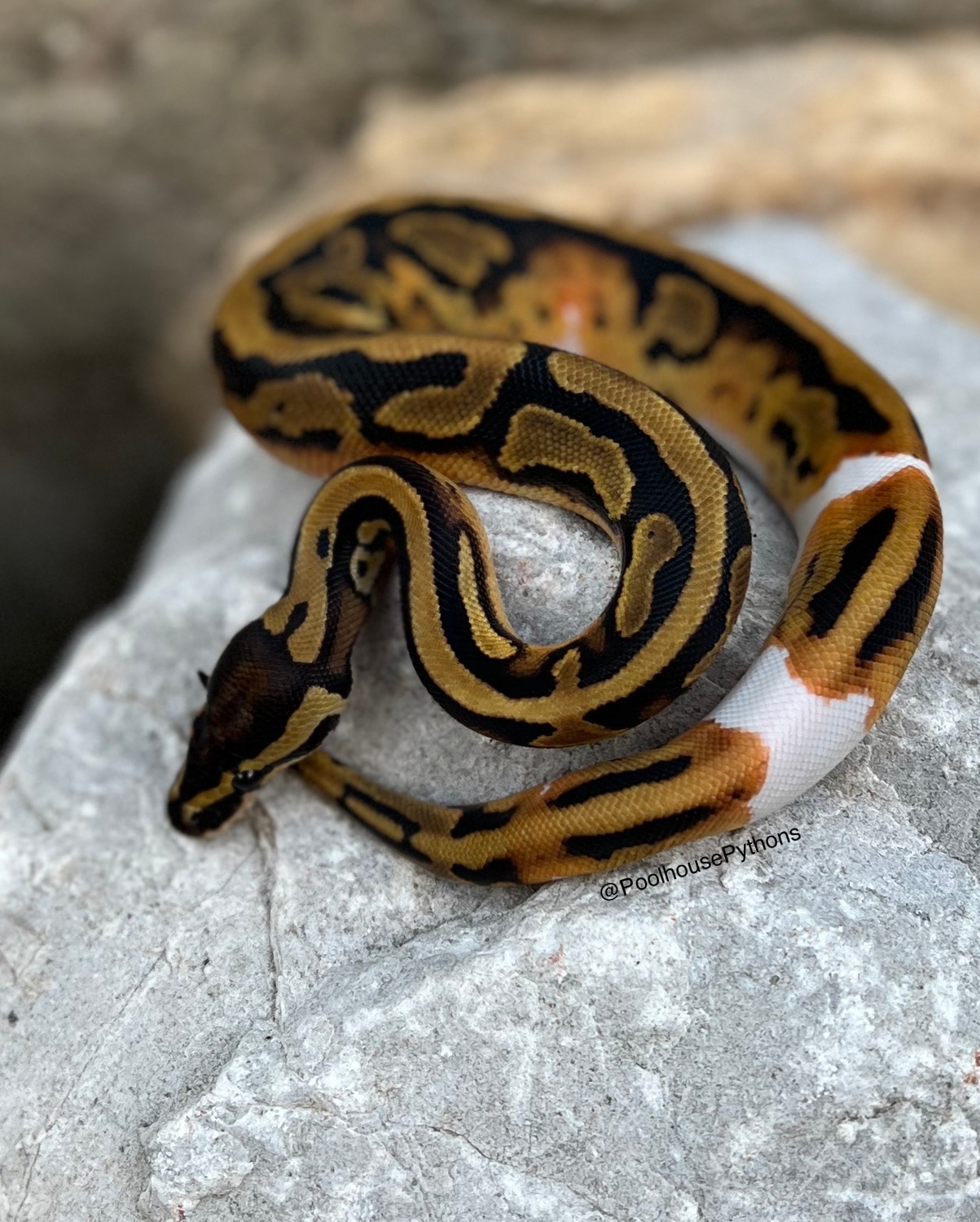 Piedbald 66% VPI Axanthic Ball Python by PoolHouse Pythons - MorphMarket
