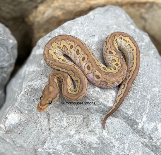 Lesser Hypo Clown Ball Python by PoolHouse Pythons