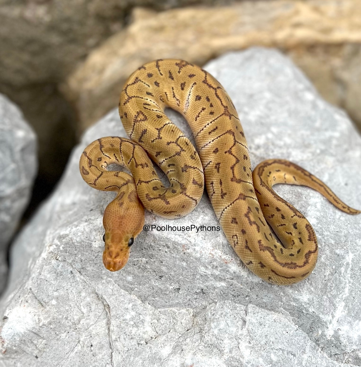 Pinstripe Hypo Clown Ball Python by PoolHouse Pythons - MorphMarket