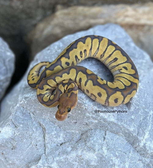 Hypo Clown Ball Python by PoolHouse Pythons