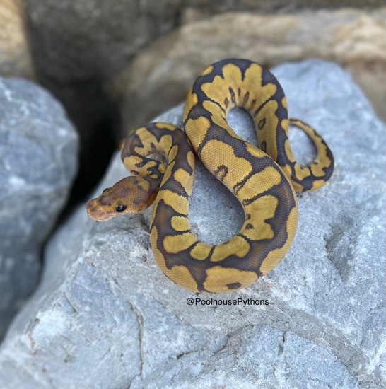 Hypo Clown Ball Python by PoolHouse Pythons