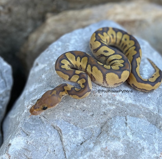 Hypo Clown Ball Python by PoolHouse Pythons