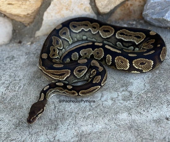 Cinnamon Het Piebald Ball Python by PoolHouse Pythons