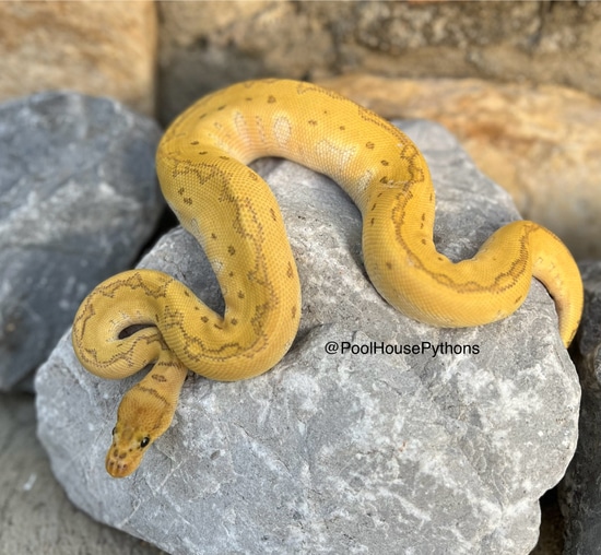 Lesser Pinstripe Hypo Clown Ball Python by PoolHouse Pythons