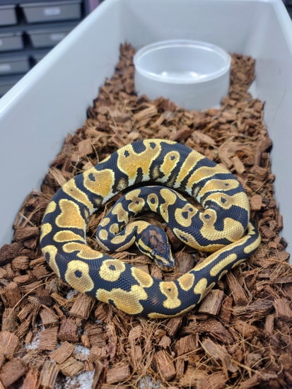 Orange Dream Yellow Belly Het Desert Ghost Ball Python by ASI Reptiles