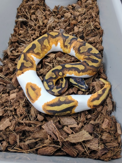 Enchi Yellow Belly Piebald Ball Python by ASI Reptiles