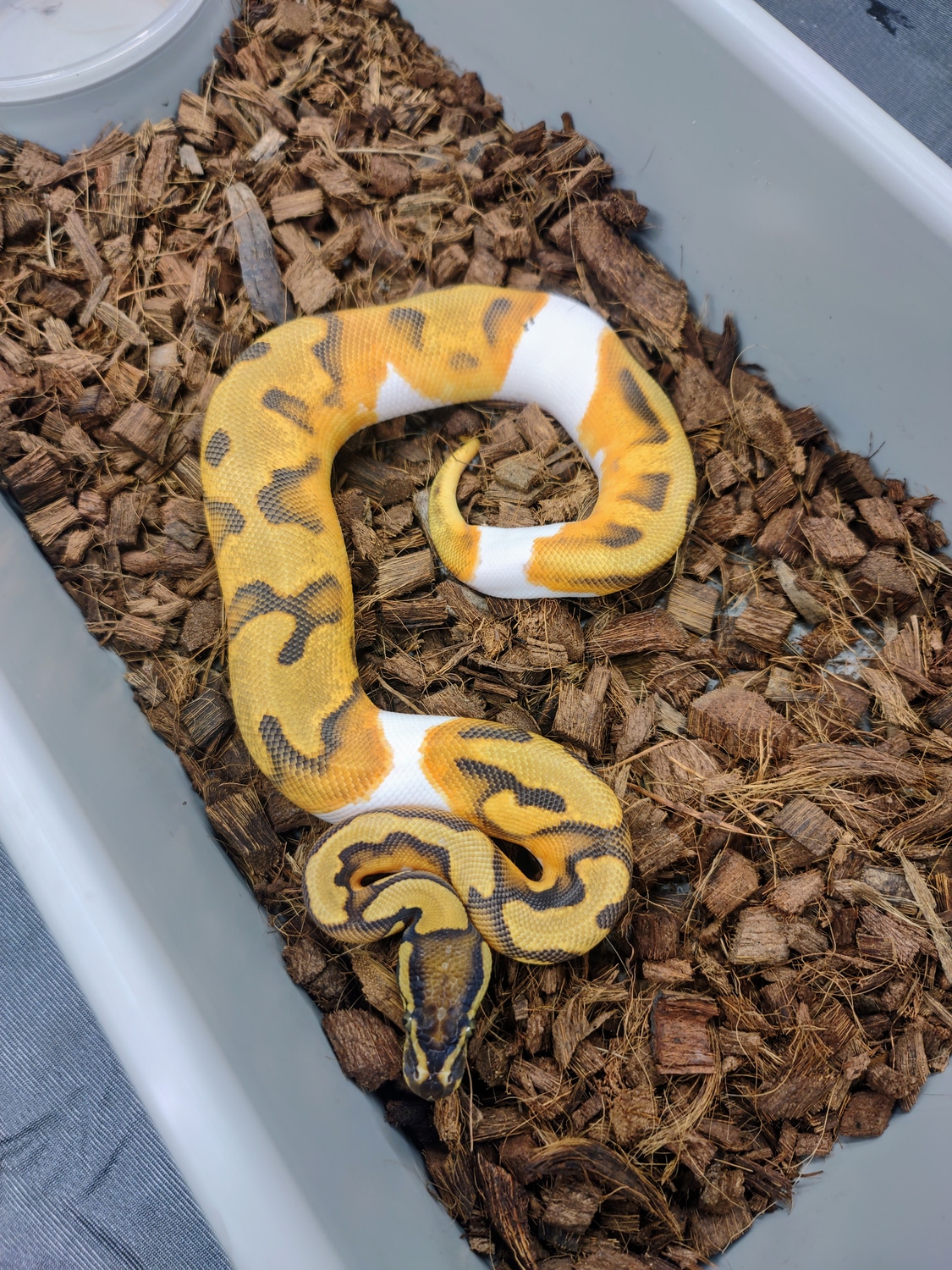 Enchi Orange Dream Piebald Ball Python by ASI Reptiles - MorphMarket