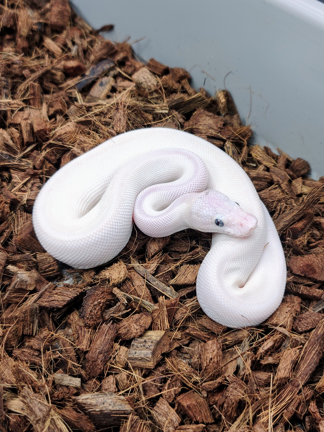 Mystic Lesser Pinstripe Leopard Desert Ghost Hypo Ball Python by ASI ...