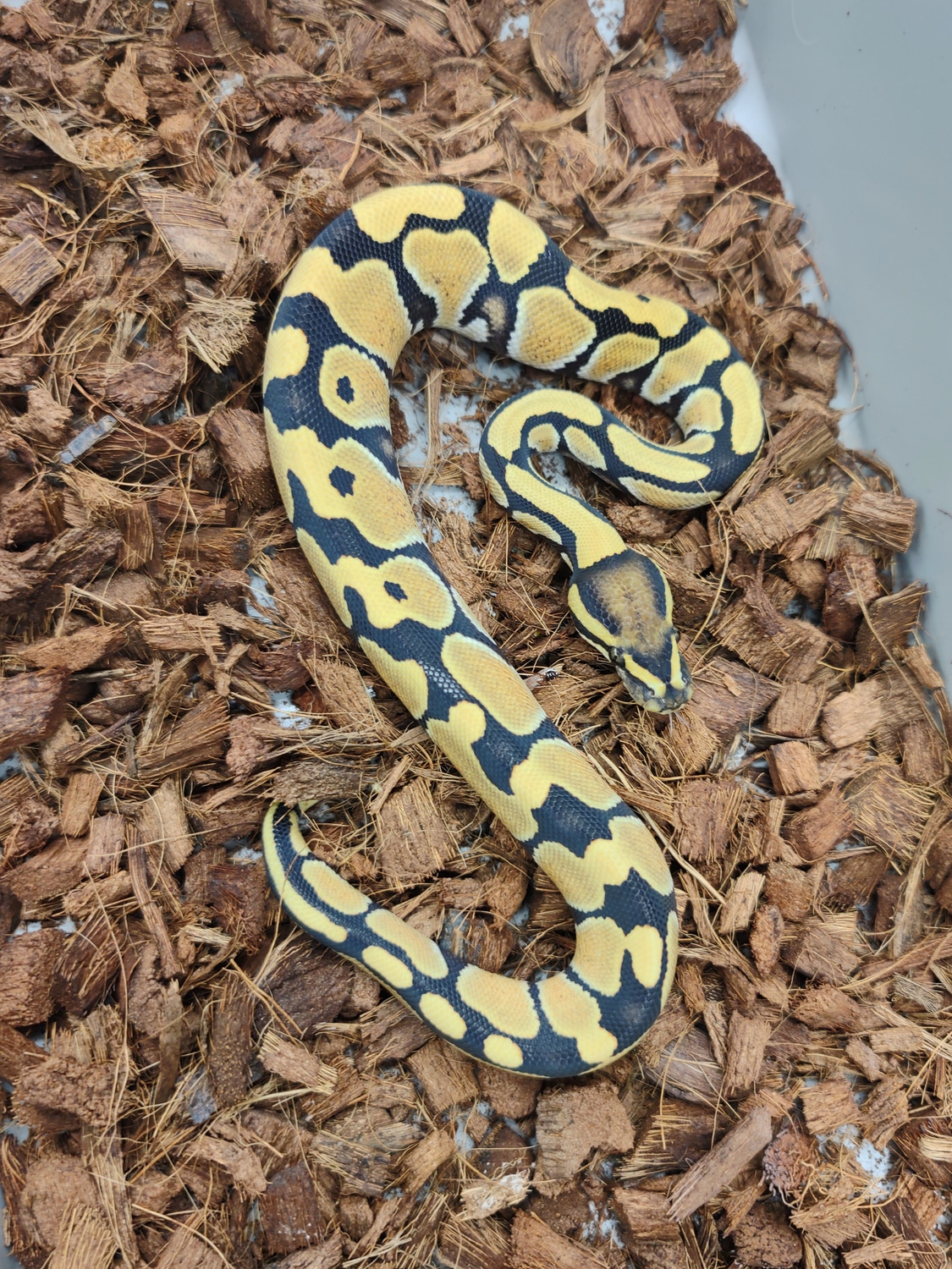 Enchi Desert Ghost Het Hypo Ball Python by ASI Reptiles - MorphMarket